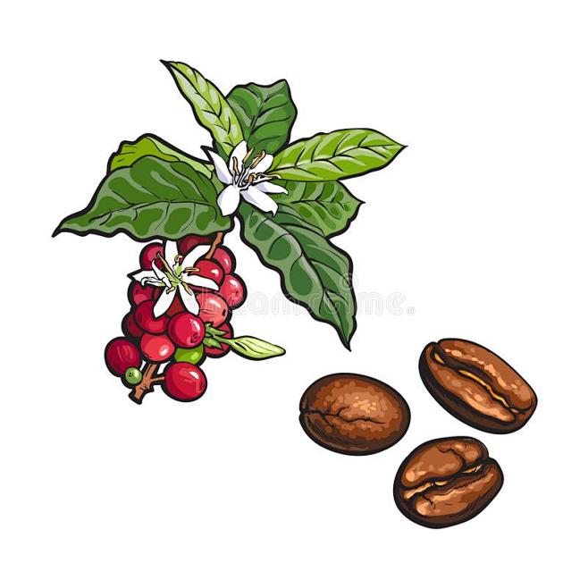 咖啡树/果实/花/手绘_点击查看源网页图片_K 咖啡图片素材-花瓣网