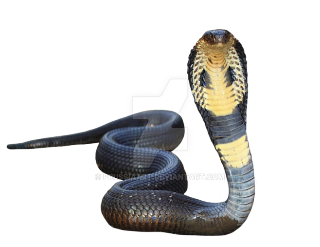 King-Cobra-Transparent-Background