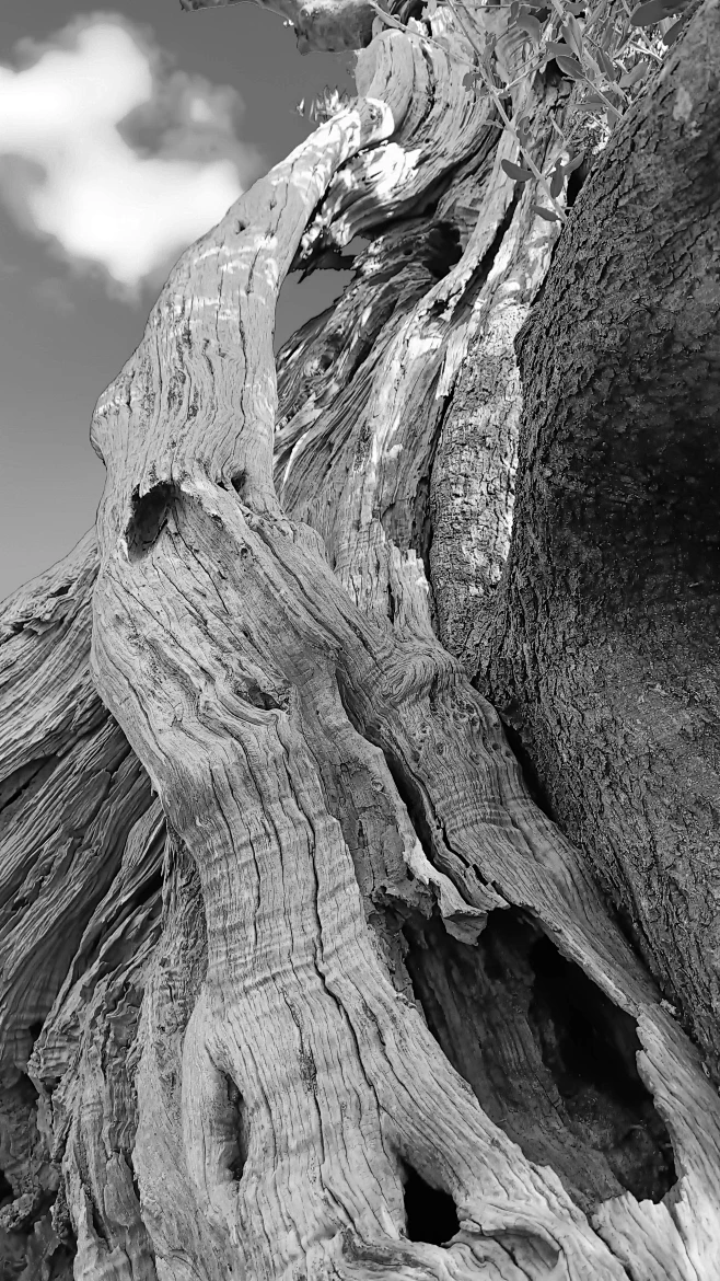 black and white free lightroom Nature textures trees wood textures-花瓣网