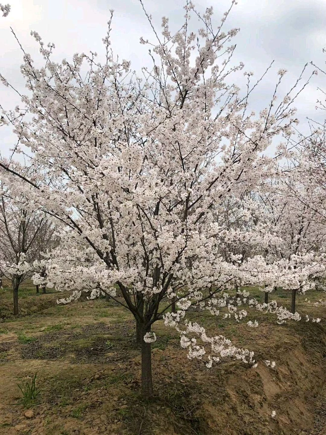 染井吉野樱/樱花-花瓣网