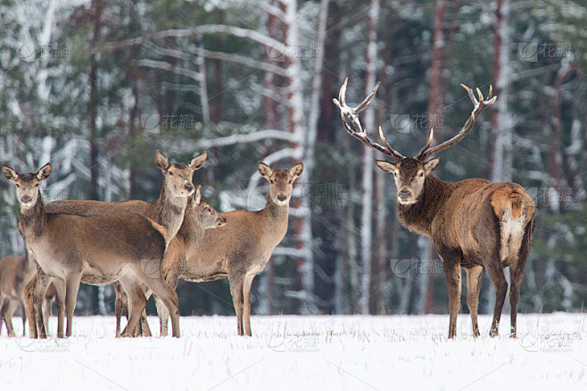 冬季野生动物景观。高贵的鹿——Cervus Elaphus。两只鹿在冬天的森林里。有大角的鹿和雪看着