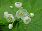 骷髅花（学名：Diphylleia grayi F.Schmidt）：是一种山荷叶属的多年生草本植物。因其叶片大似荷叶故名。高约50厘米。根茎 ...