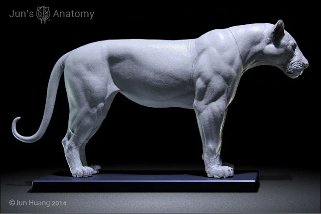 Jun's Anatomy, Jun Huang : Jun's Anatomy is a line of anatomy models I ...
