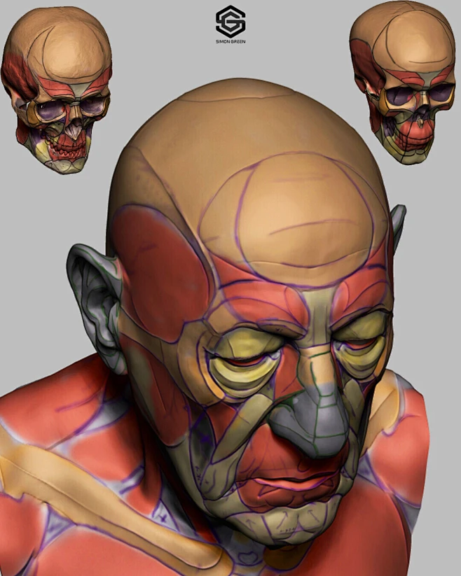 Head - Anatomical/Structural Study-花瓣网