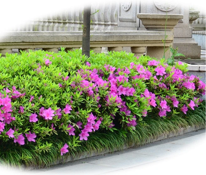 毛鹃花苗 毛鹃小苗 毛杜鹃 映山红 四季开花庭院绿植物可盆栽-tmall.com天猫-花瓣网