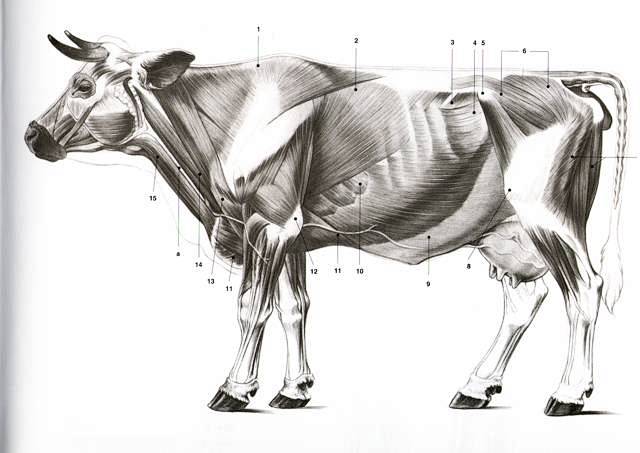 cow_muscles