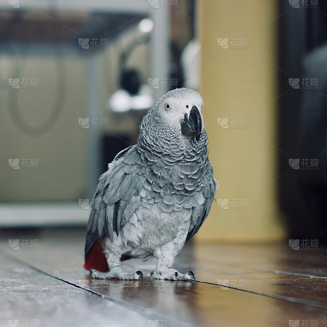 非洲灰鹦鹉