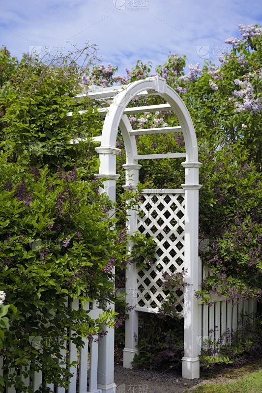 拱门,灌木,木制,丁香花,园林,花朵,垂直画幅,夏天,完美,明亮素材-花瓣网