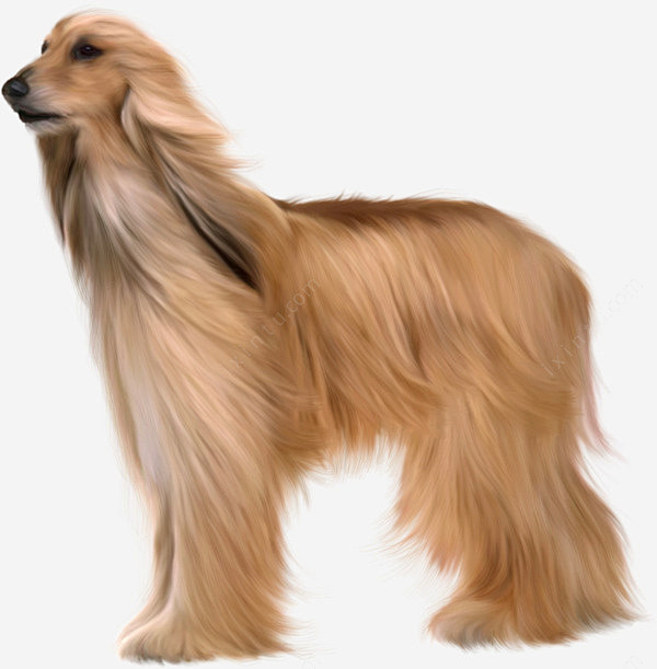 长毛的狗_新图网ixintu.com-花瓣网