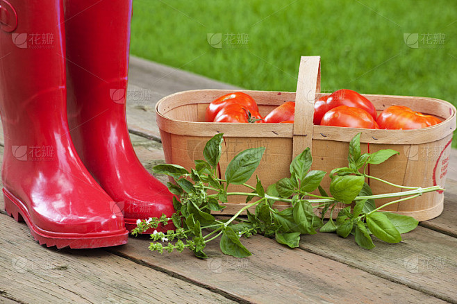 红靴子罗勒和番茄篮
