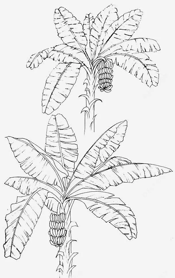 线描芭蕉叶png免抠素材_新图网 https://ixintu.com 网页 芭蕉叶 速写-花瓣网