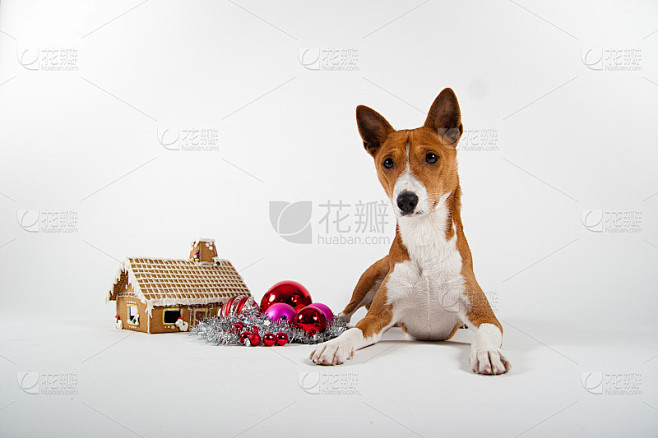 Basenji