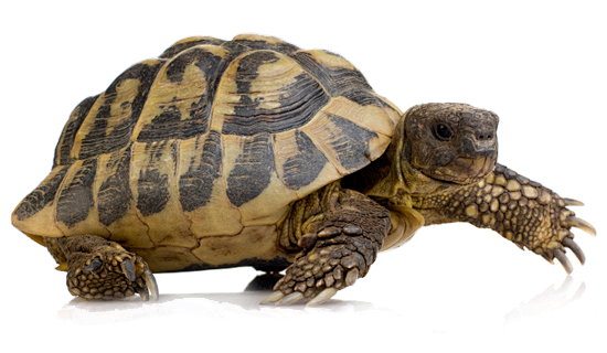 Turtle-PNG-HD