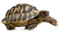 Box-Turtle-Transparent-PNG-花瓣网