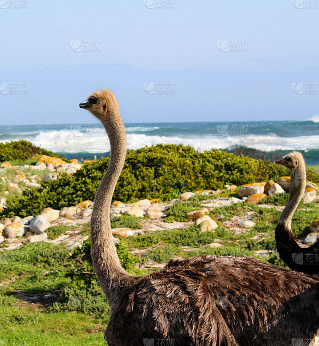 Ostritch