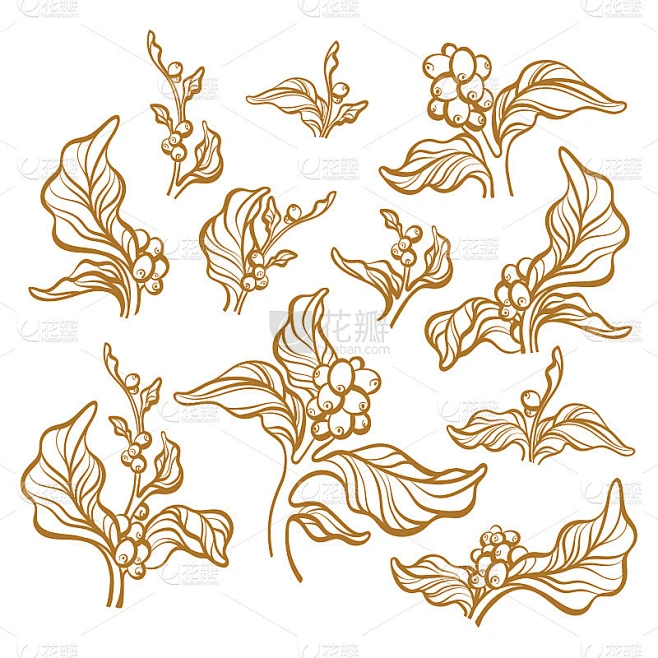 一组咖啡树的树枝。矢量图素材-花瓣网