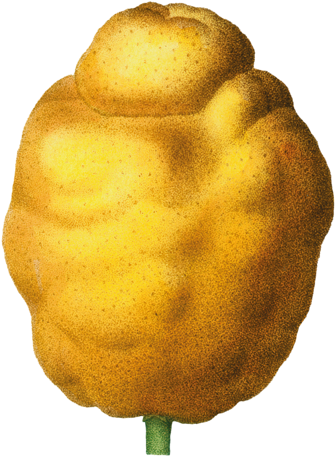 HTC_Heritage Library_Citrus Club 04Element 6