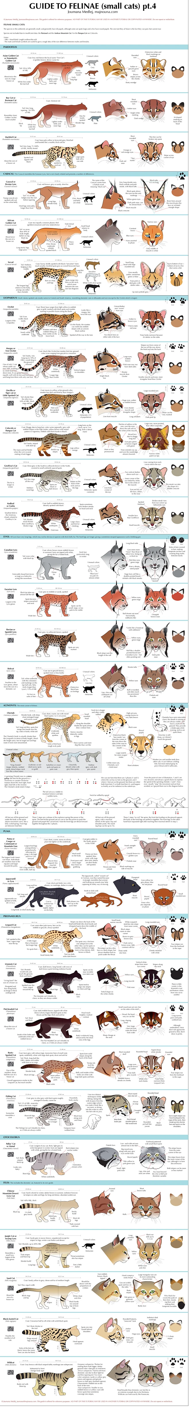 Guide to Little Cats by `majnouna on deviantART-花瓣网