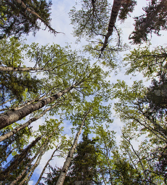 北方针叶林,加拿大,萨斯喀彻温省,垂直画幅,晒黑,天空,褐色,美国,绿色,蓝色