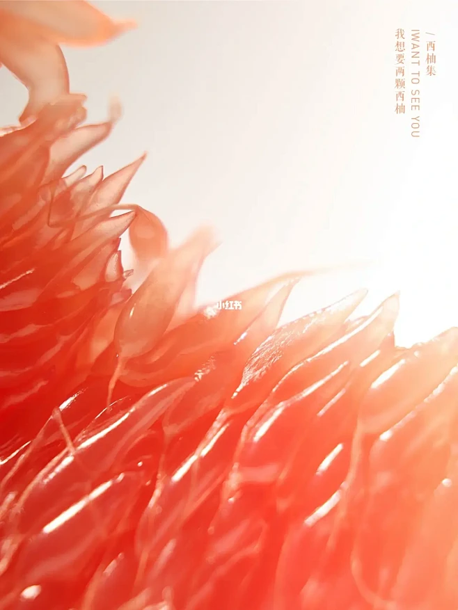 静物摄影｜西柚 see you-花瓣网