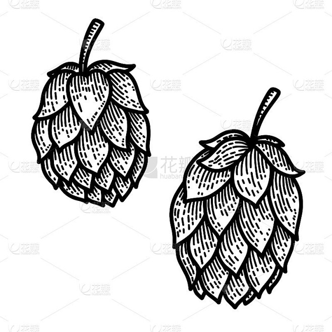 Illustrations of beer hop in engraving style. Desi