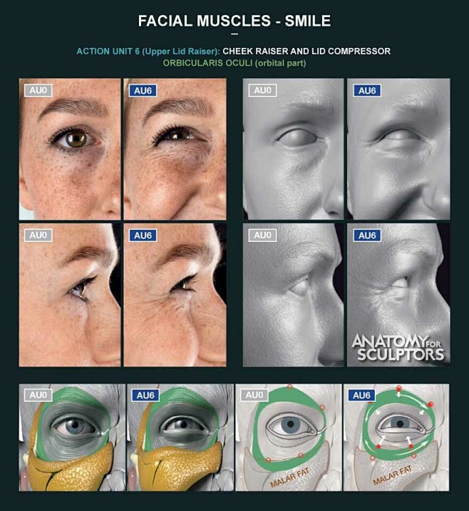 anatomy-for-sculptors-facial-muscles-smile-cheek-raiser-and-lid ...