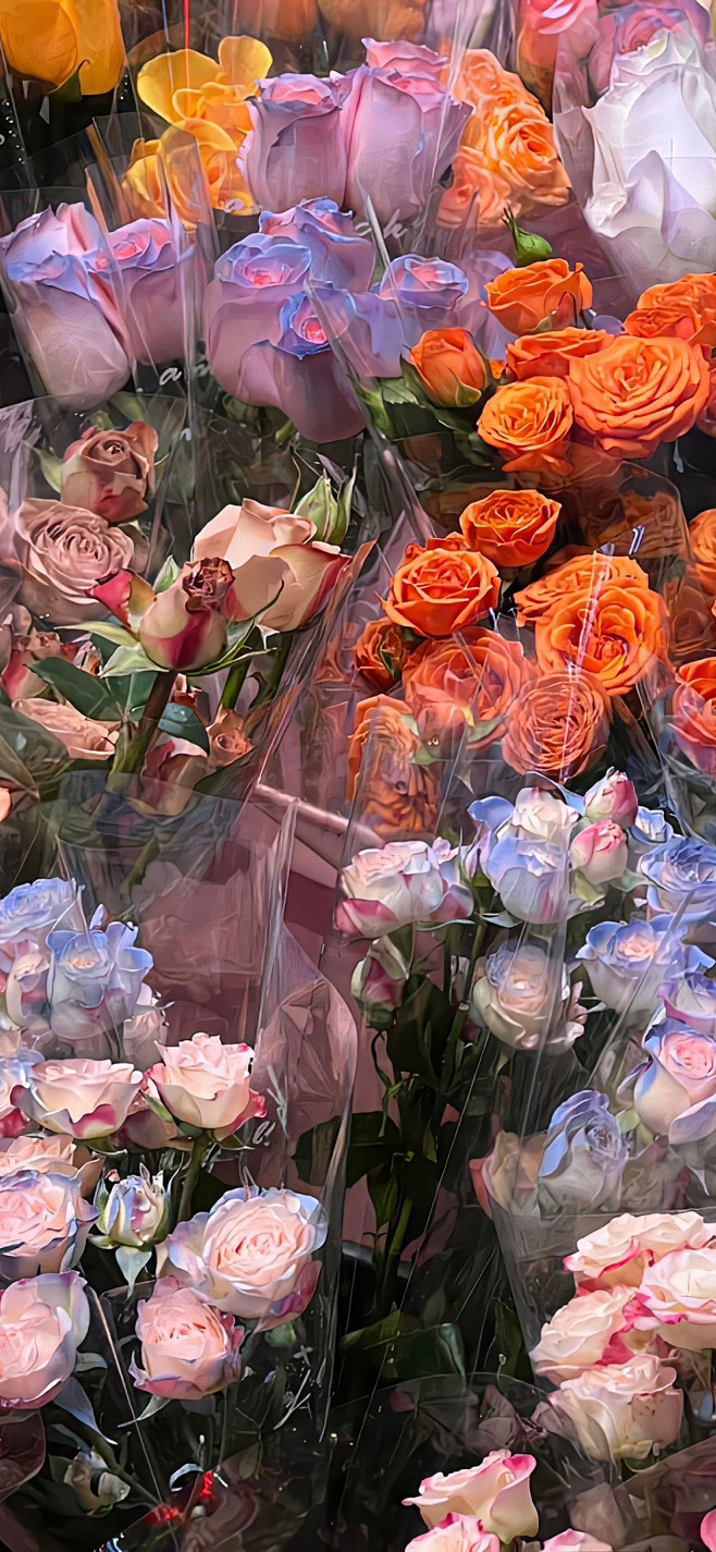 玫瑰花 #手机壁纸