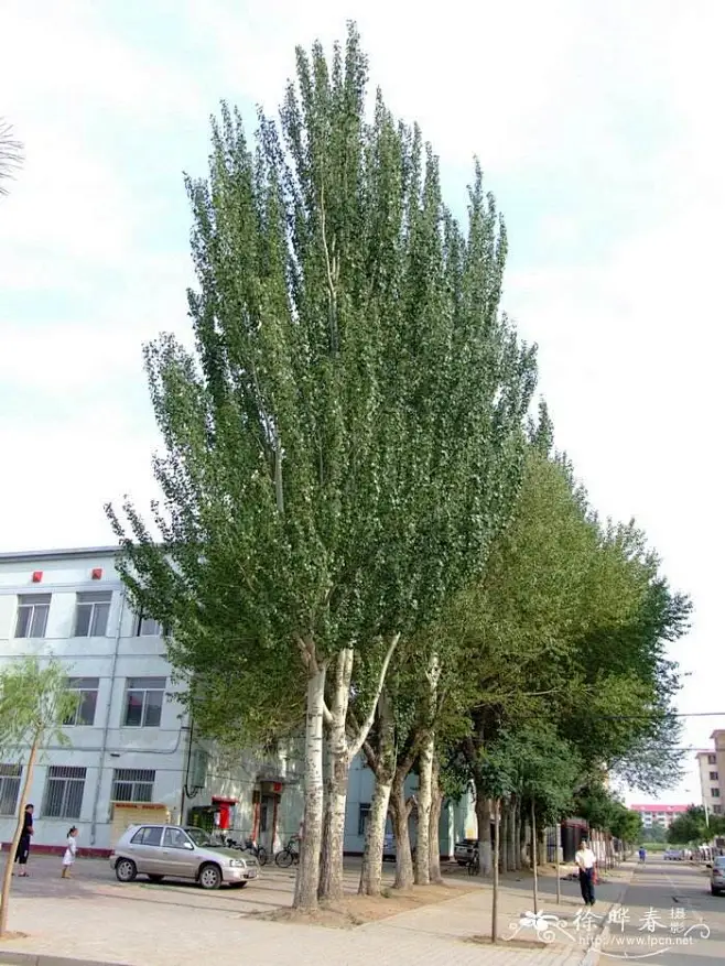 Populus alba var. pyramidalis_新疆杨1-花瓣网
