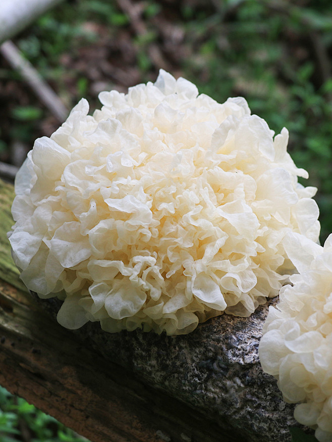 咪儿小厨 新鲜银耳6朵盒装古田白木耳活鲜糯雪耳带菌棒特级非干货-tmall.com天猫