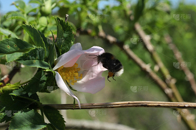 Bombus sp。