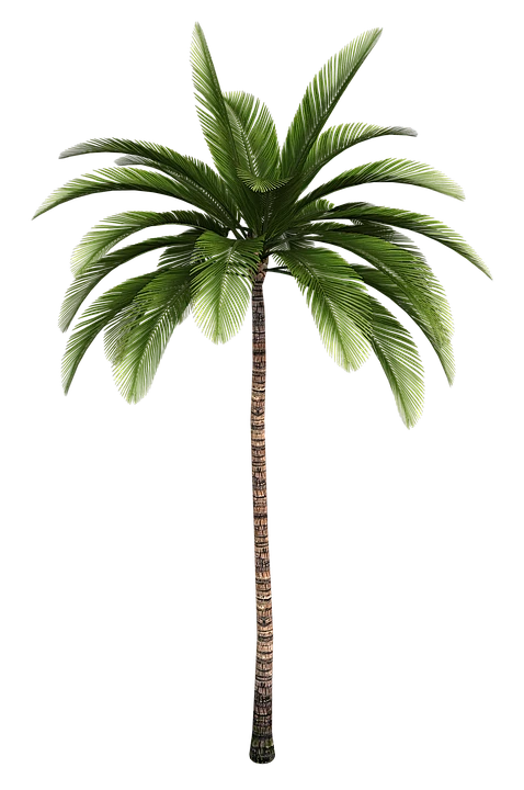 Isolated Tree, Tree, Palm, Tribe, Aesthetic, Branches-花瓣网