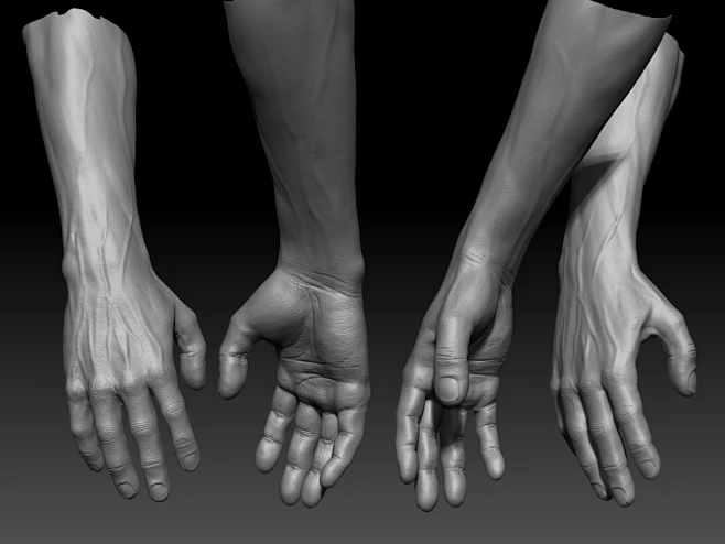 hand anatomy sculpting by myalo | Adult | 3D | CGSociety-花瓣网