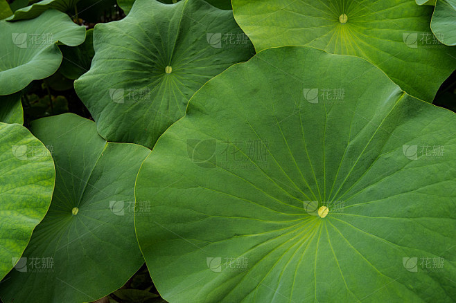 睡莲叶子。荷叶(Nelumbo nucifer)。池塘里美丽的荷叶背景