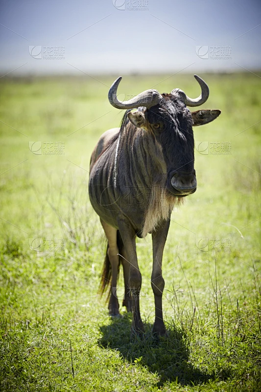 非洲大羚,恩戈罗恩戈罗火山口,垂直画幅,天空,无人,早晨,野外动物,户外,著名自然景观,热带气候图片_天空图片图片素材-花瓣网