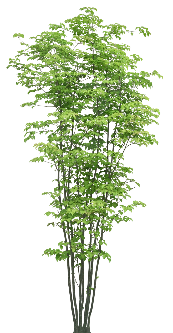 J1_29四照花副本-花瓣网