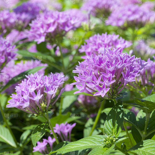花园里有紫色的花