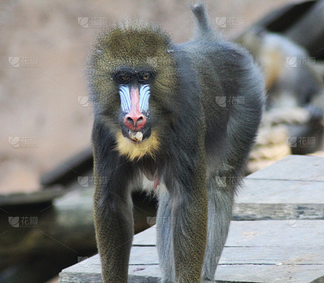 山魈(Mandrillus sphinx)