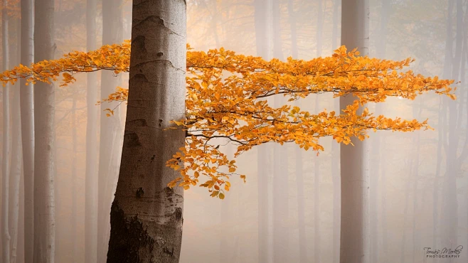 Flow / 500px-花瓣网