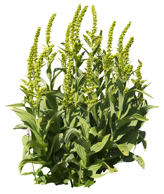 PNG-CUTOUT-pack-Foliage-NOMAD-PHOTO-REFERENCE-11