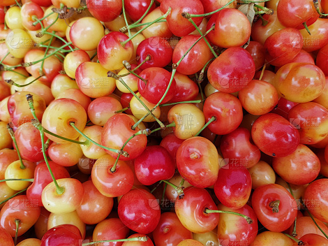 许多成熟的甜樱桃特写作为背景。