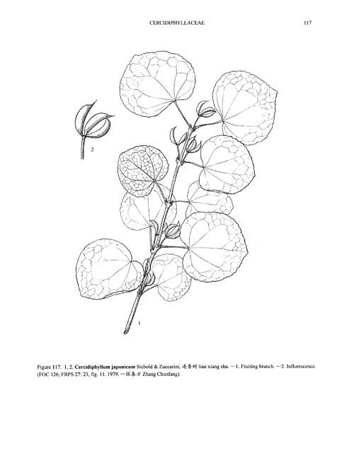 连香树 百度图片搜索 花瓣网
