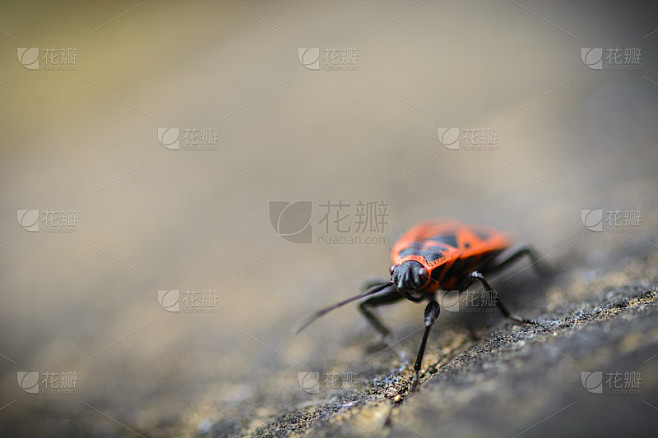 Firebug宏，Firebug的头部，背景模糊。