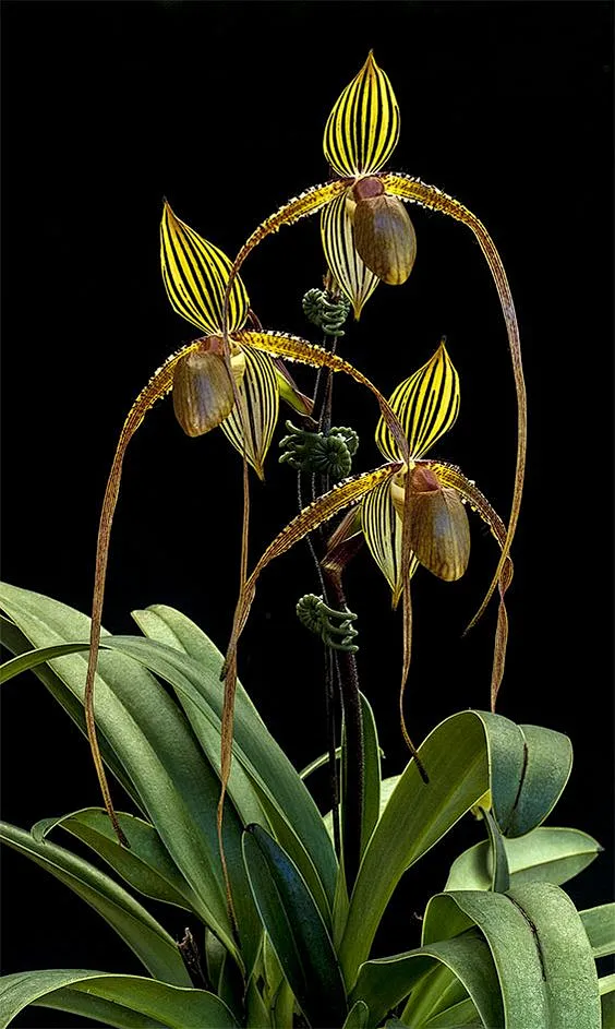 Paph Formosa Lady (Susan Booth 'Yu-Pin' x sanderianum 'In-charm)-花瓣网