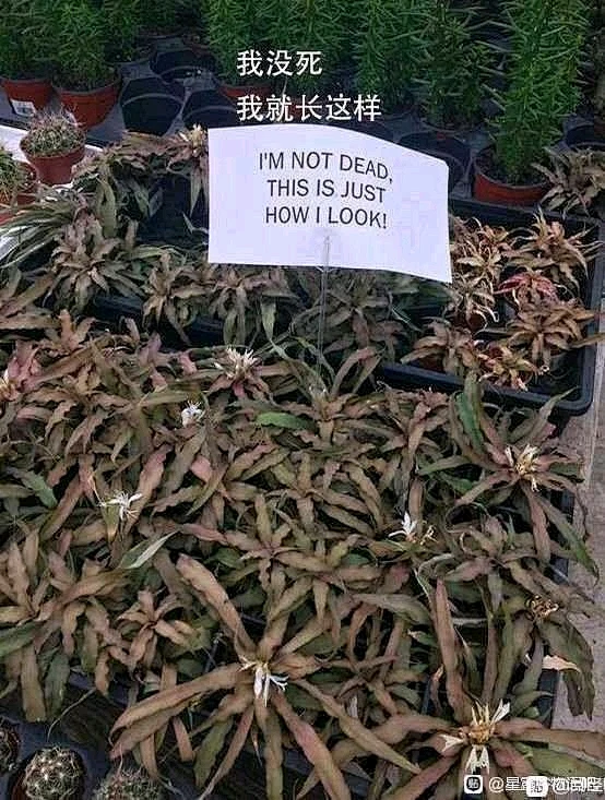 为什么天天浇水还会枯萎(乐)-花瓣网