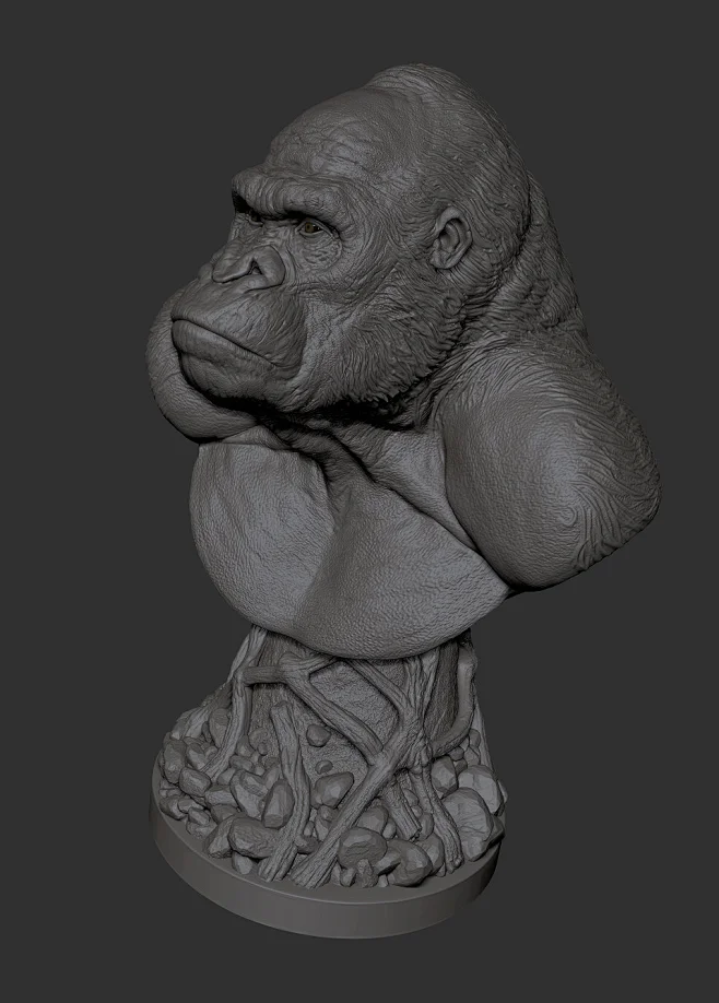 Gorilla study, Maarten Verhoeven-花瓣网