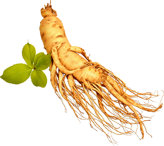 ginseng-png_1200x.png (525×469)