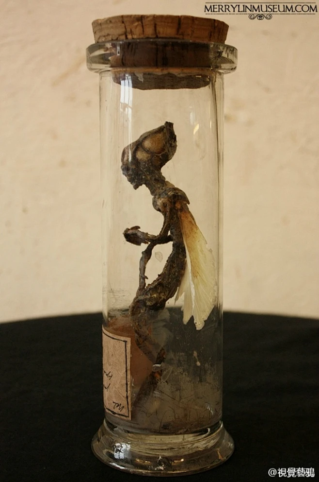 【Merrylin Cryptid Museum】 -花瓣网