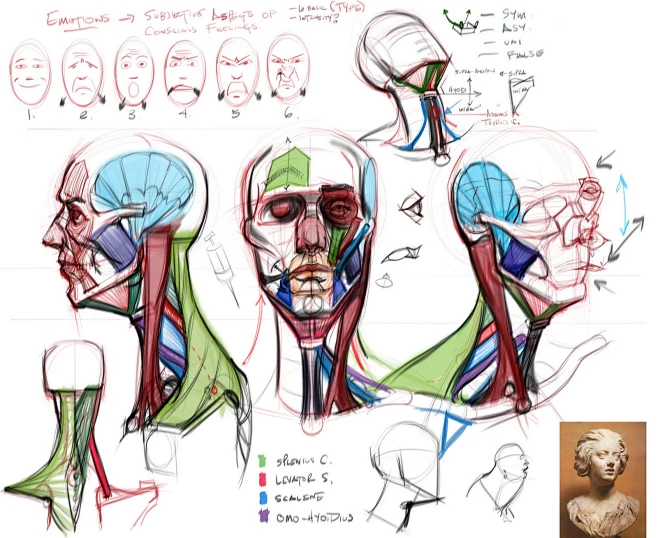 Facial construction and anatomy-花瓣网