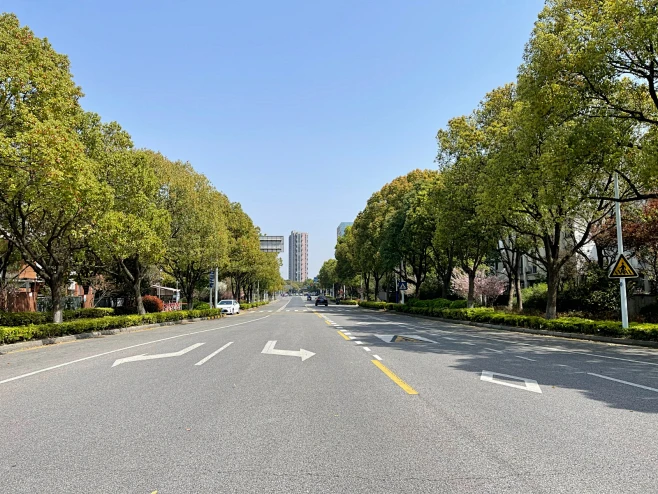 香樟-行道树-花瓣网