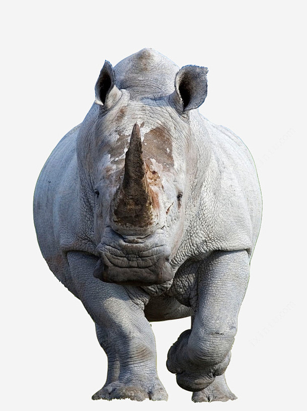 白灰色正面奔跑的犀牛免扣png免抠素材_新图网 https://ixintu.com 犀牛 犀牛角 犀角 正面犀牛 气势犀牛 灰色犀牛